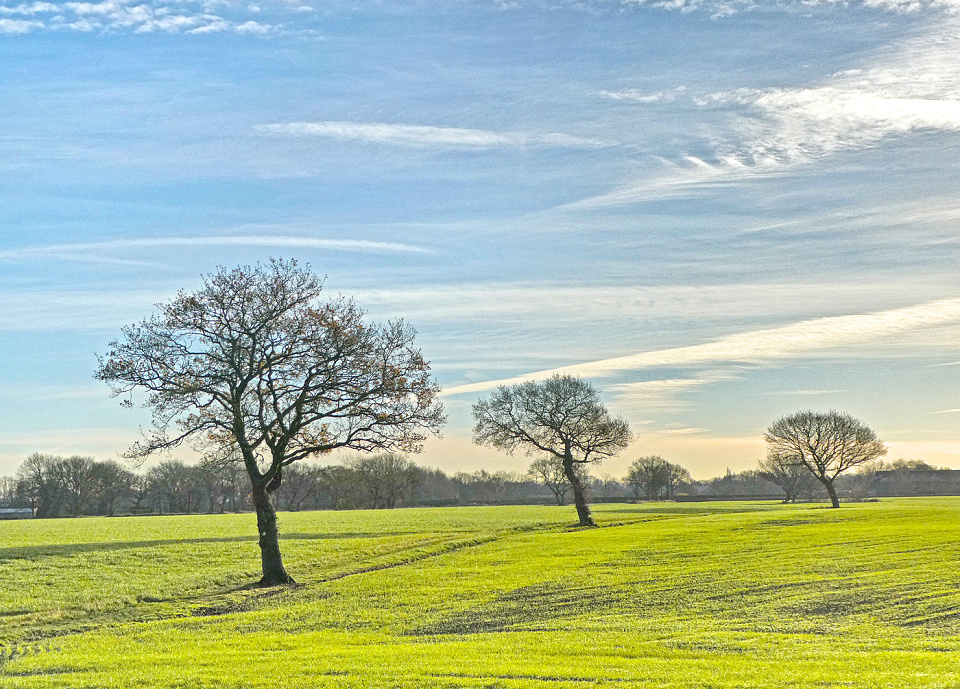 Treescape | SiskinsPics | Blipfoto