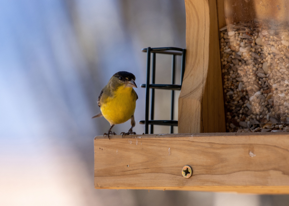 Playing Coy | laurie54 | Blipfoto