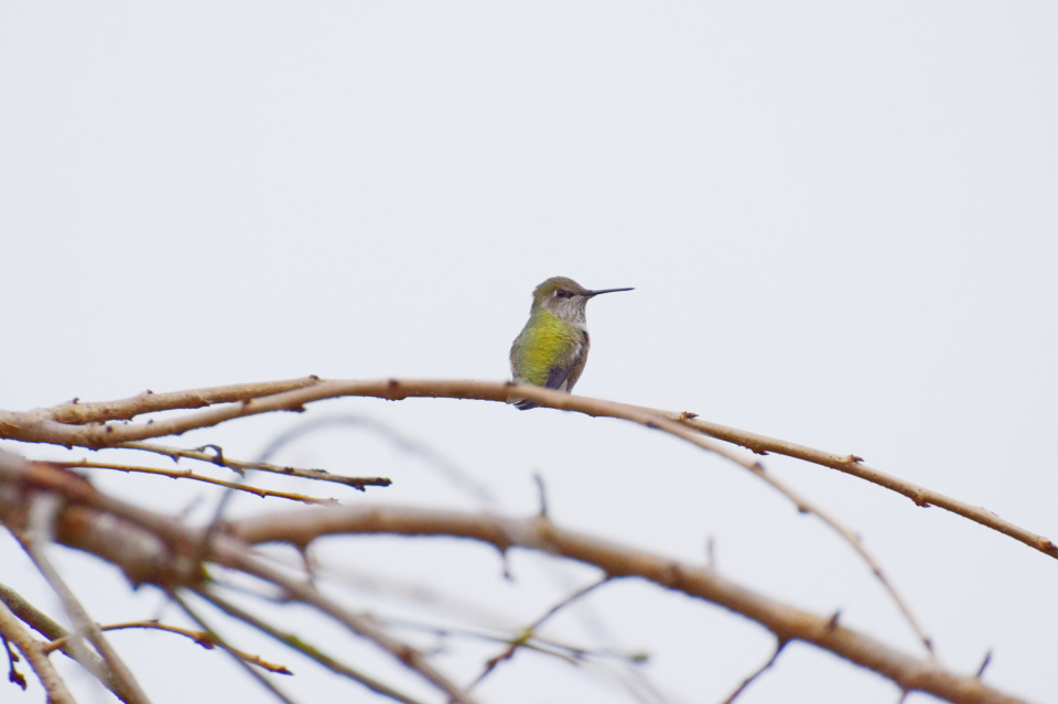 Good morning Hummer.... | johnsmiley1321 | Blipfoto