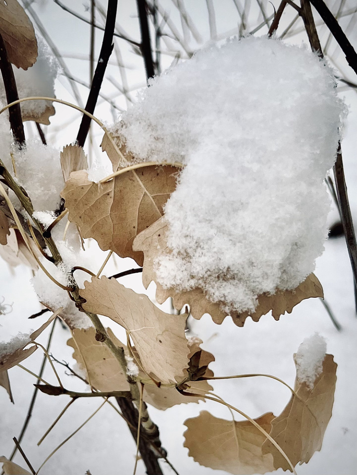 Colorado powder | stillandknow | Blipfoto