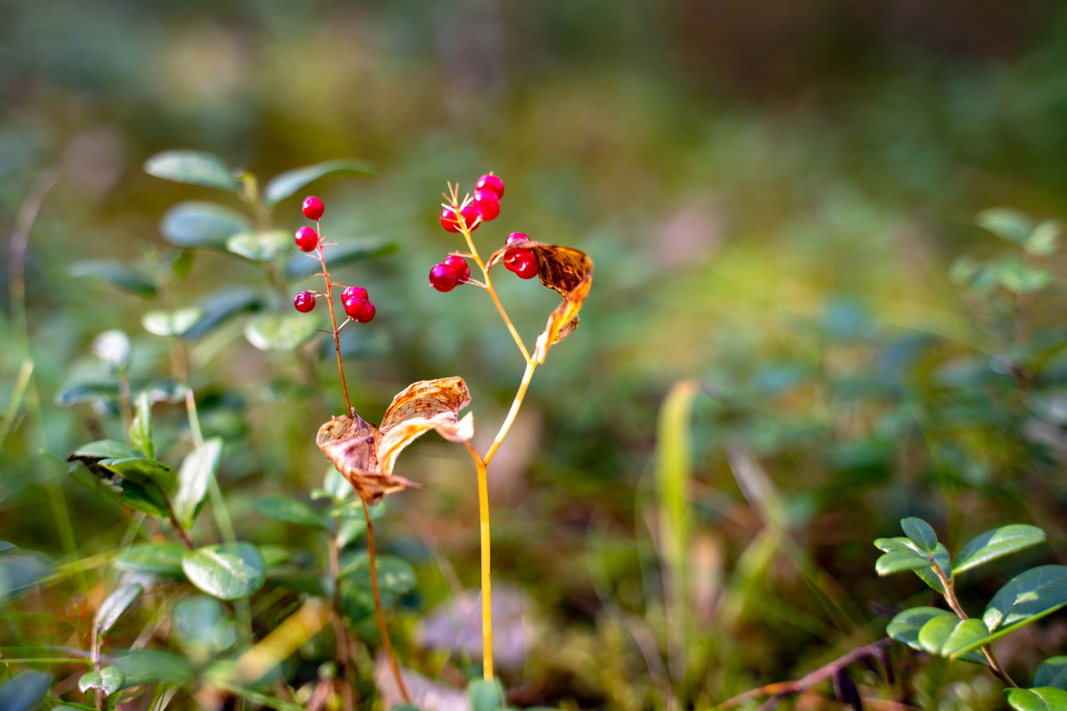 Berries of May Lily | otornblom | Blipfoto