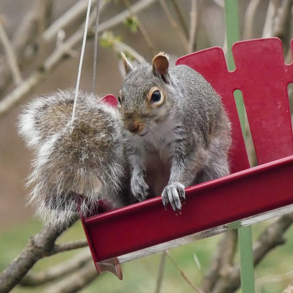 Detachable Tail? | Irish59 | Blipfoto