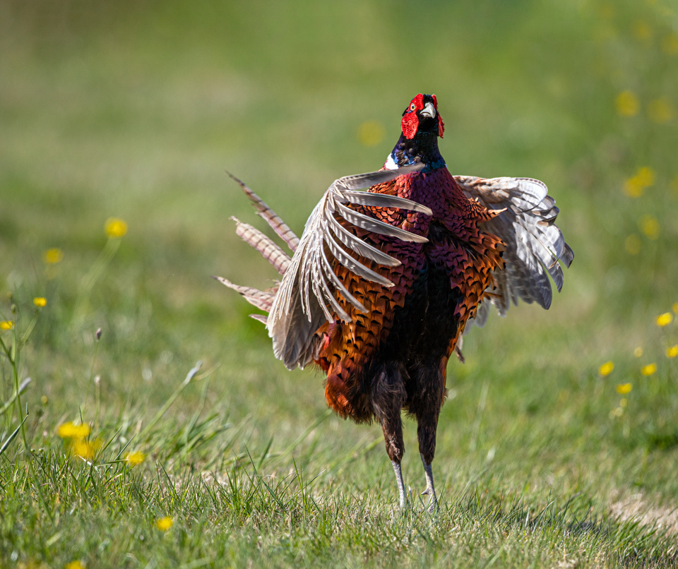 Clapping for Carers | Hillyblips | Blipfoto