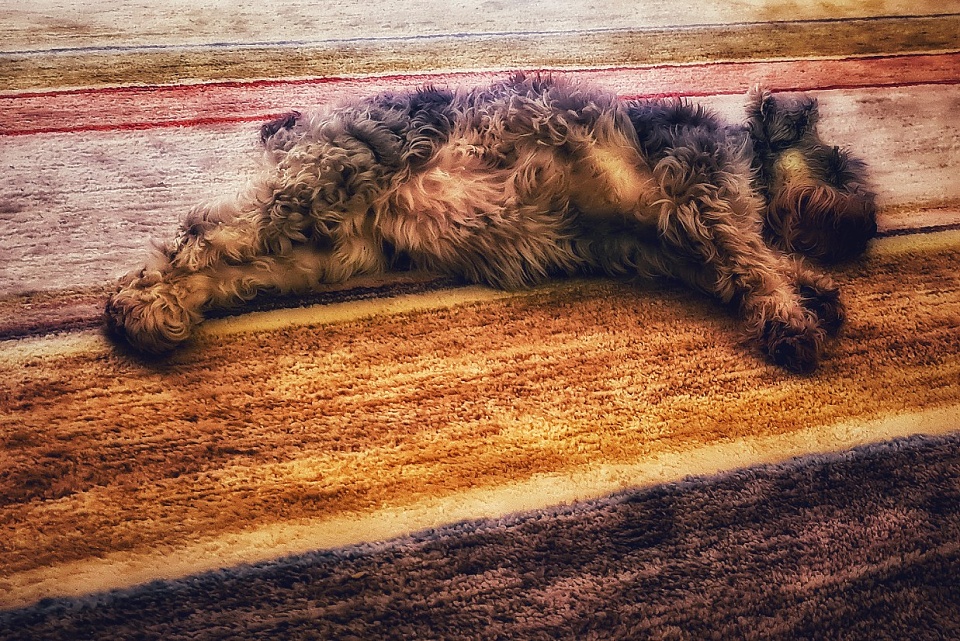 Raised Nap | dbrereton | Blipfoto