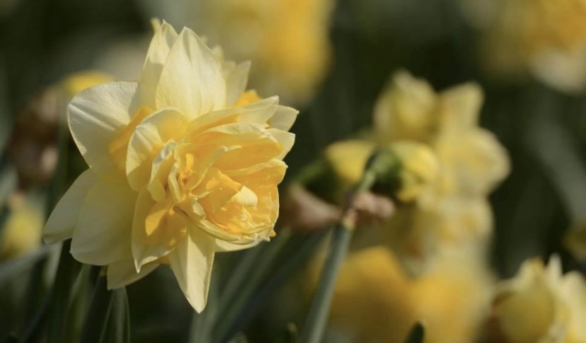 Glorious | Alison666 | Blipfoto