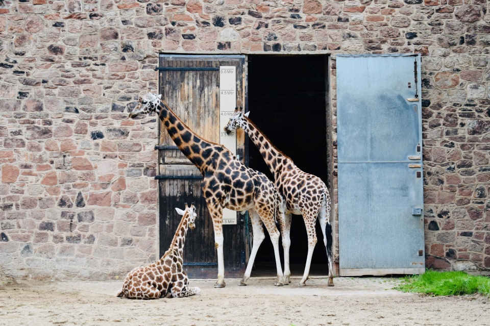 Nearly Headless Giraffe | shirleypickford | Blipfoto