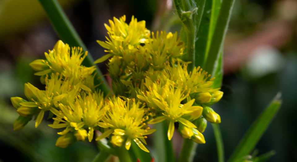 Reflexed stonecrop | Fuentes3 | Blipfoto