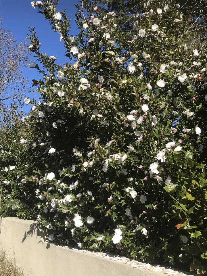 Beautiful blooms | Pomona | Blipfoto