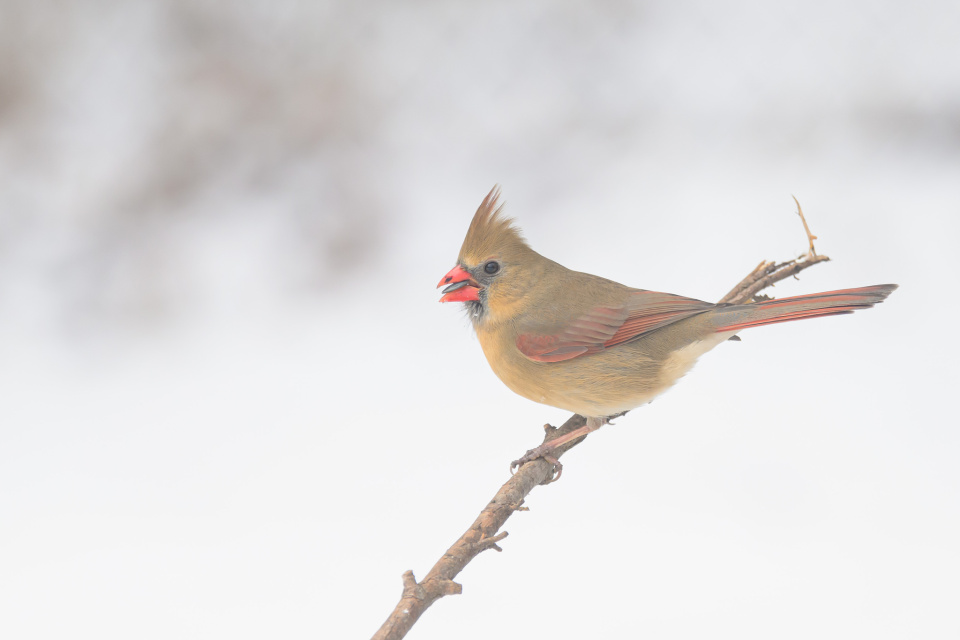 Madame | dbifulco | Blipfoto