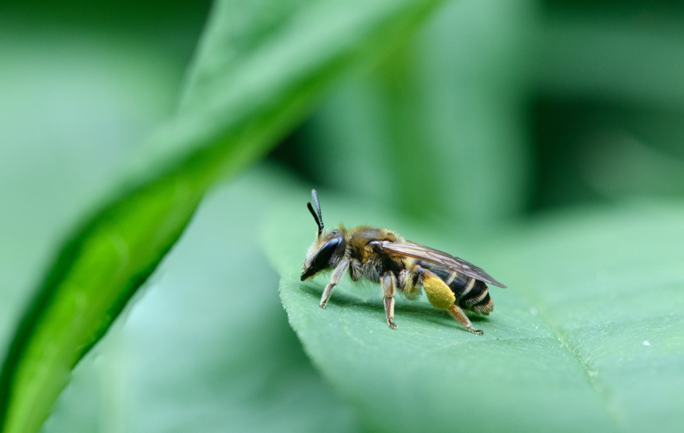 Wilke's Mining Bee | dbifulco | Blipfoto