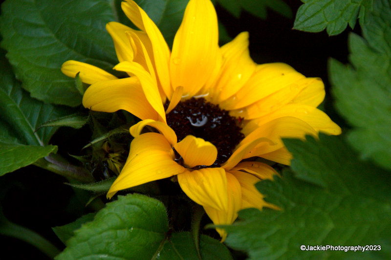 Early Sunflower | ThingsBeautiful | Blipfoto