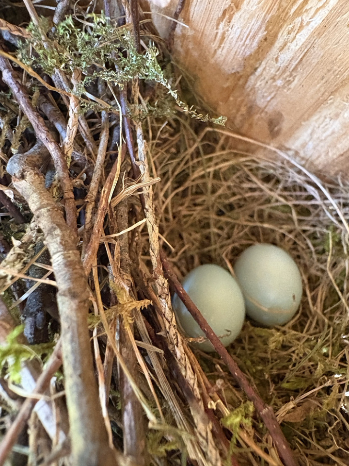 Surprise! | dbifulco | Blipfoto