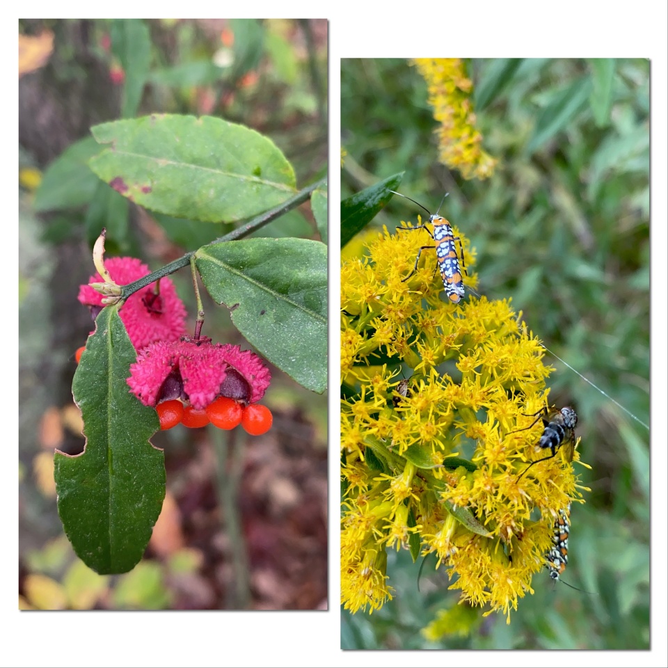 Fruit, Flower, Insects | Kimb | Blipfoto