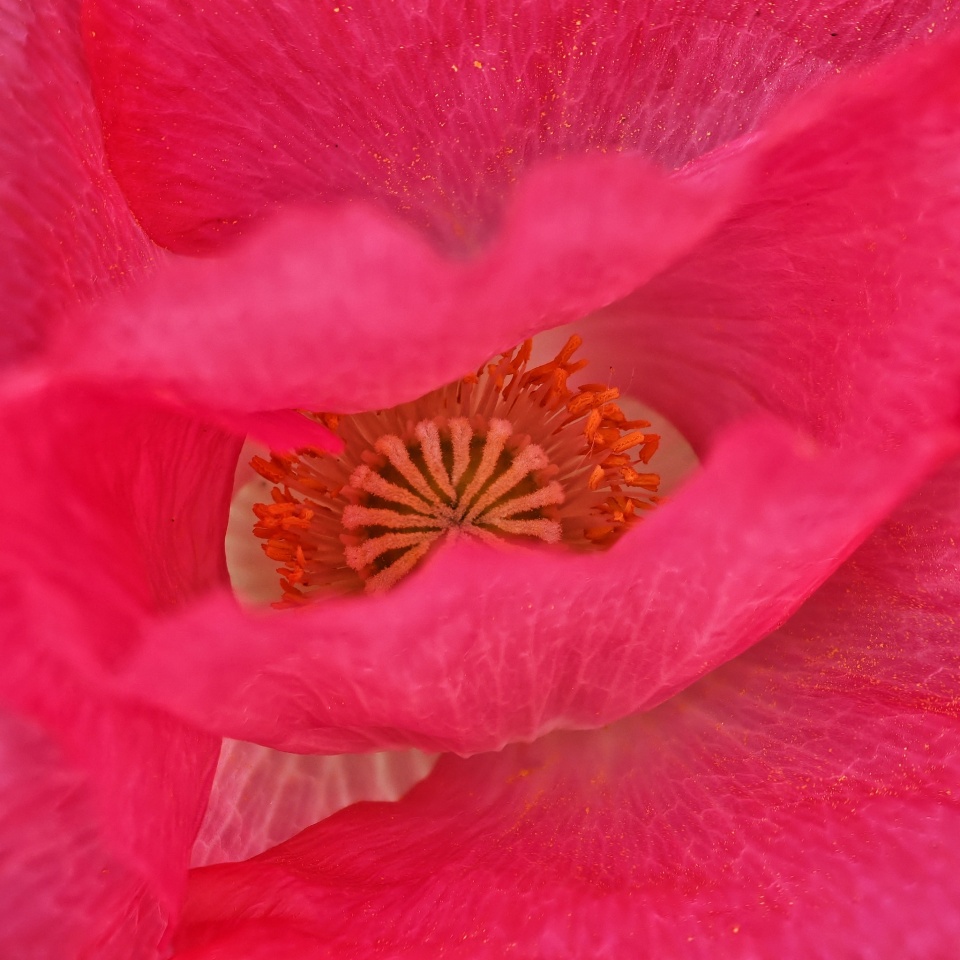 A peep inside a poppy | Technophobe | Blipfoto