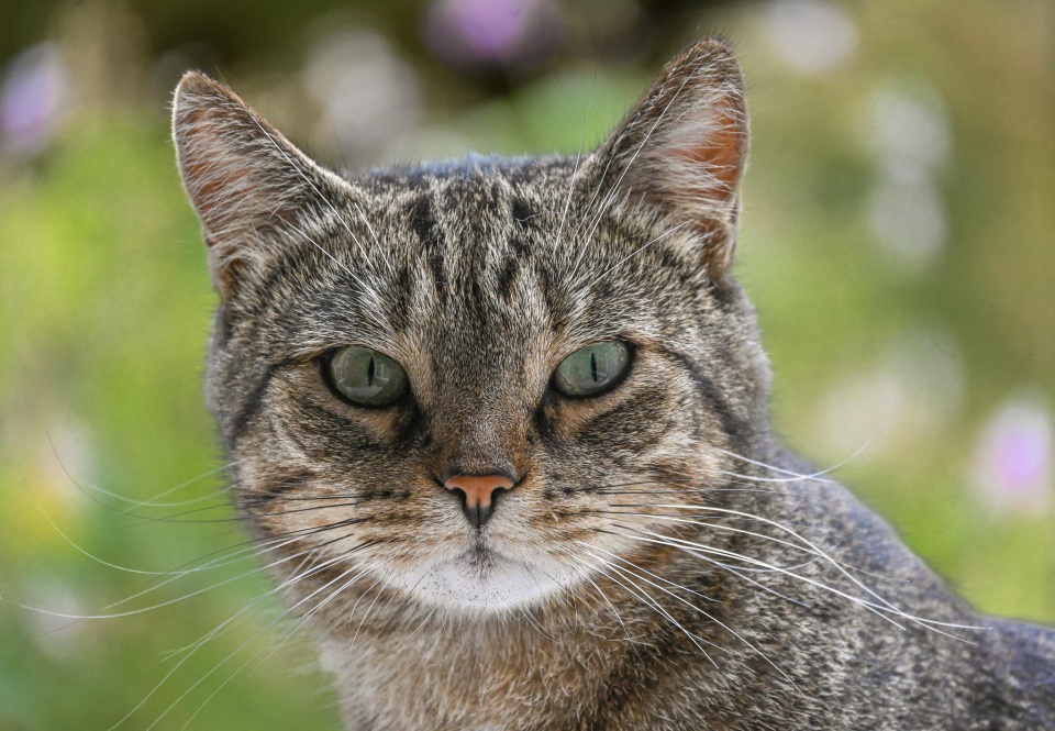 Jack Cat | Stiffknees | Blipfoto