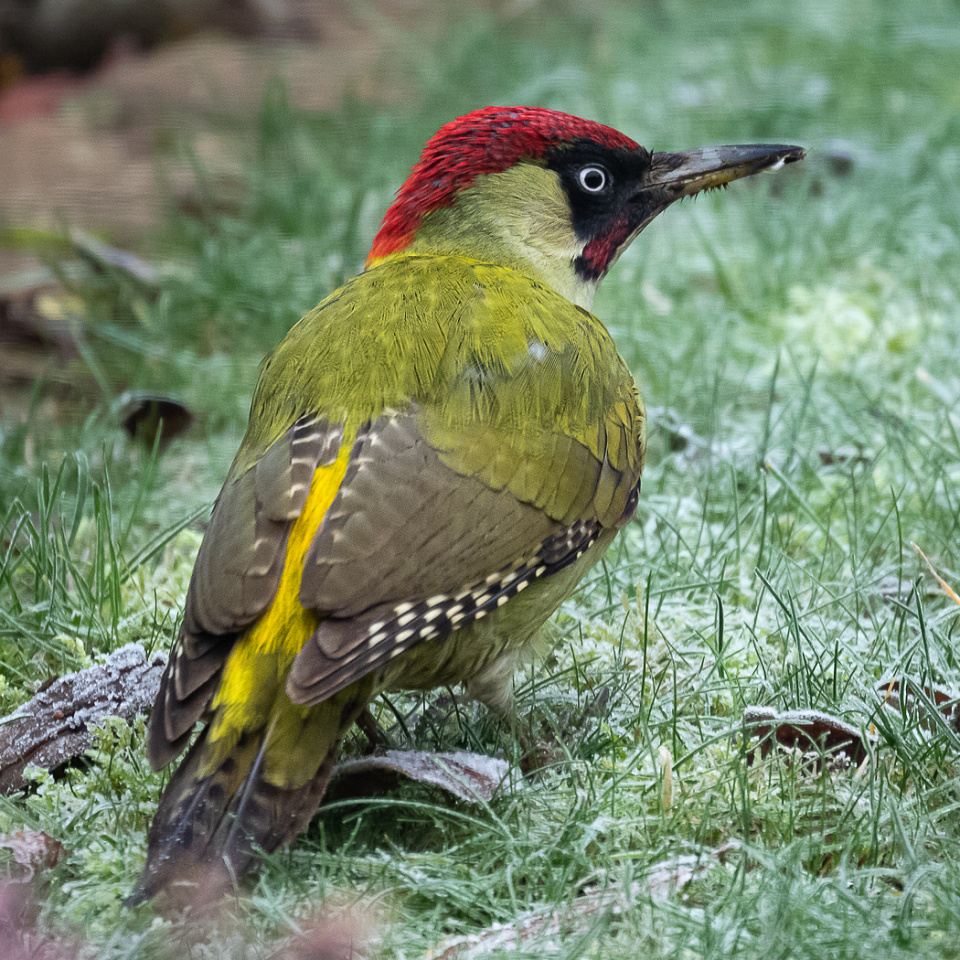 Busy Birds | Bom | Blipfoto