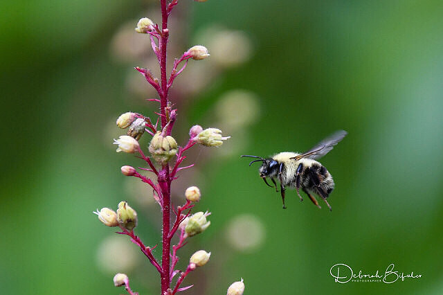 Bombus... | dbifulco | Blipfoto