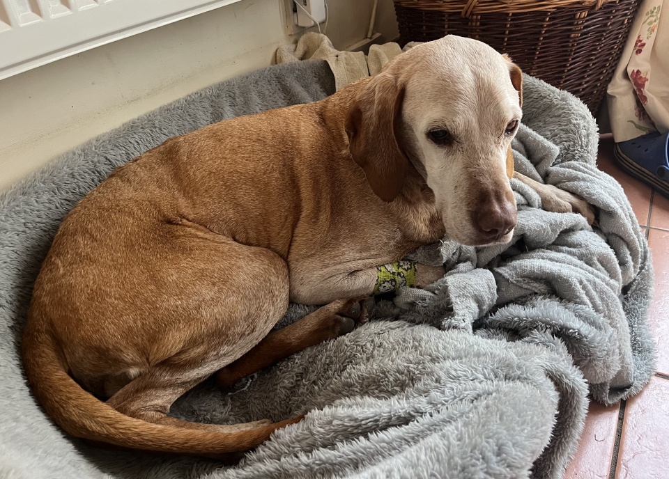 Poorly Pup | JAM28 | Blipfoto