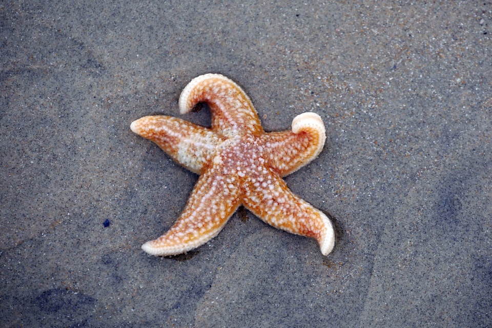 Starfish Rescue | KarenC | Blipfoto