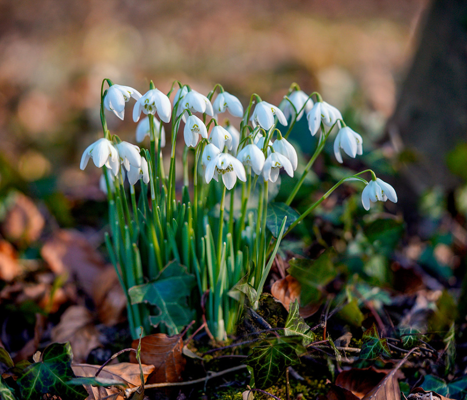 The best time for snowdrops | walkingMarj | Blipfoto