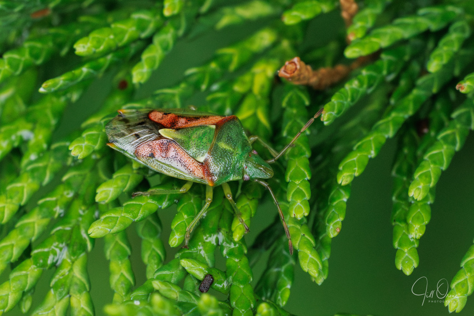 Juniper | JDO | Blipfoto