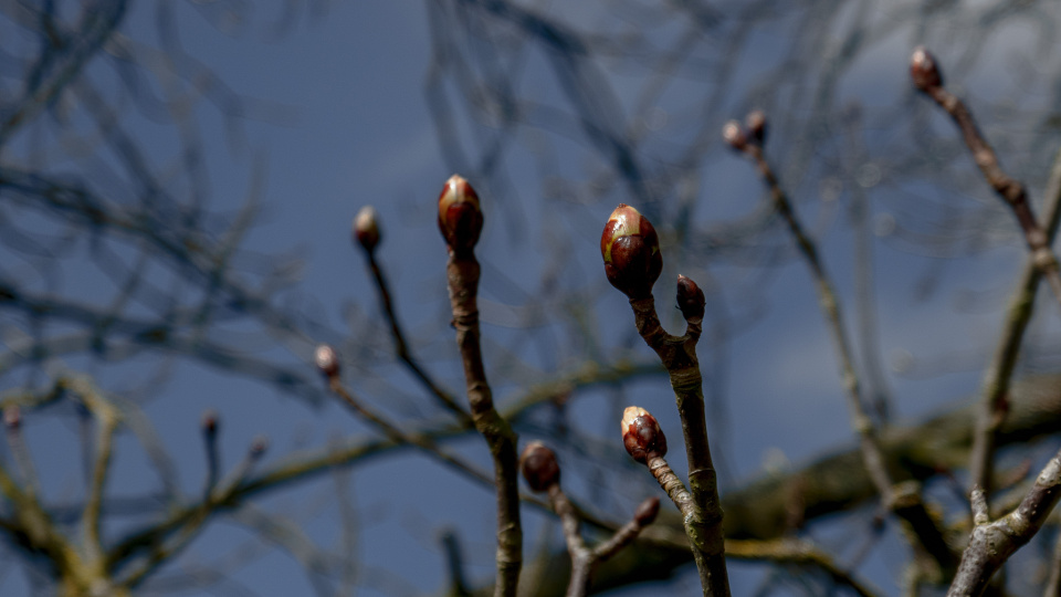 sticky buds | flossie | Blipfoto