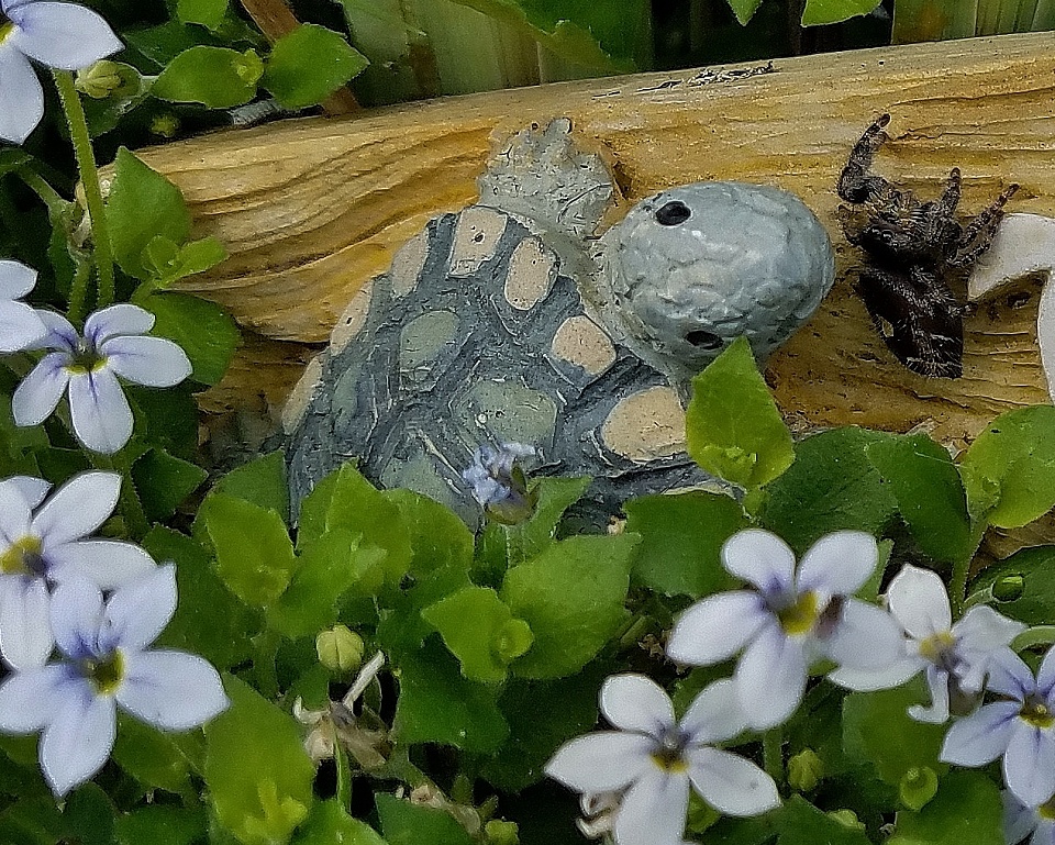 Turtle and Spider Buddies | RonaldBerry | Blipfoto