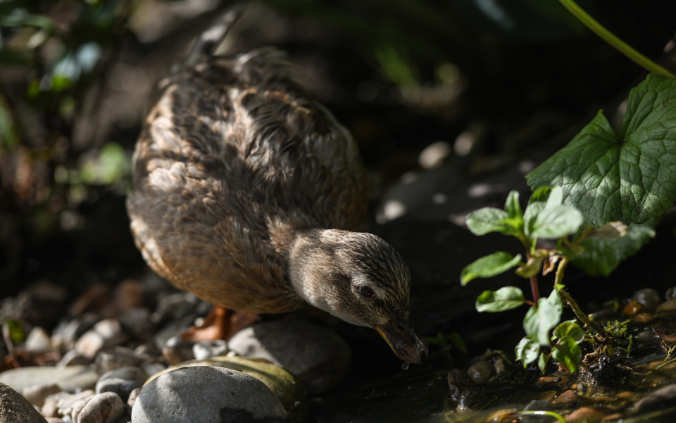 Garden: Dappled Dabbler | Chamaeleo | Blipfoto