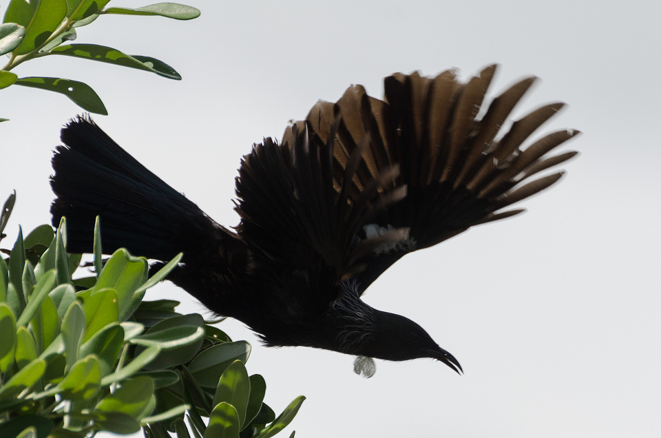 Tui silhouette | UncagedKiwi | Blipfoto