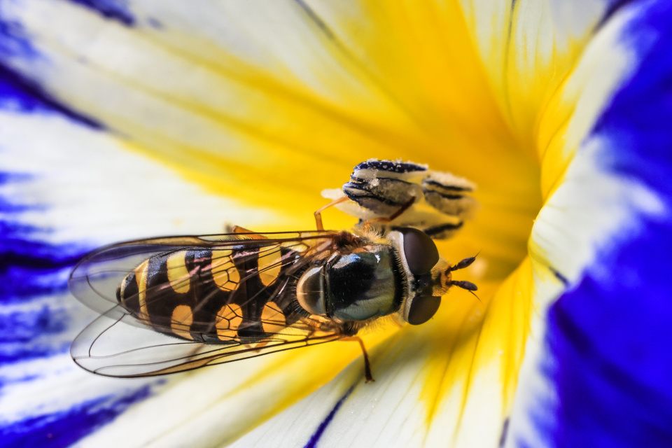 Morning Glory Hoverfly | MsQuizzical | Blipfoto