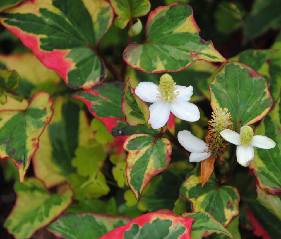 Houtinia | MOLOH | Blipfoto