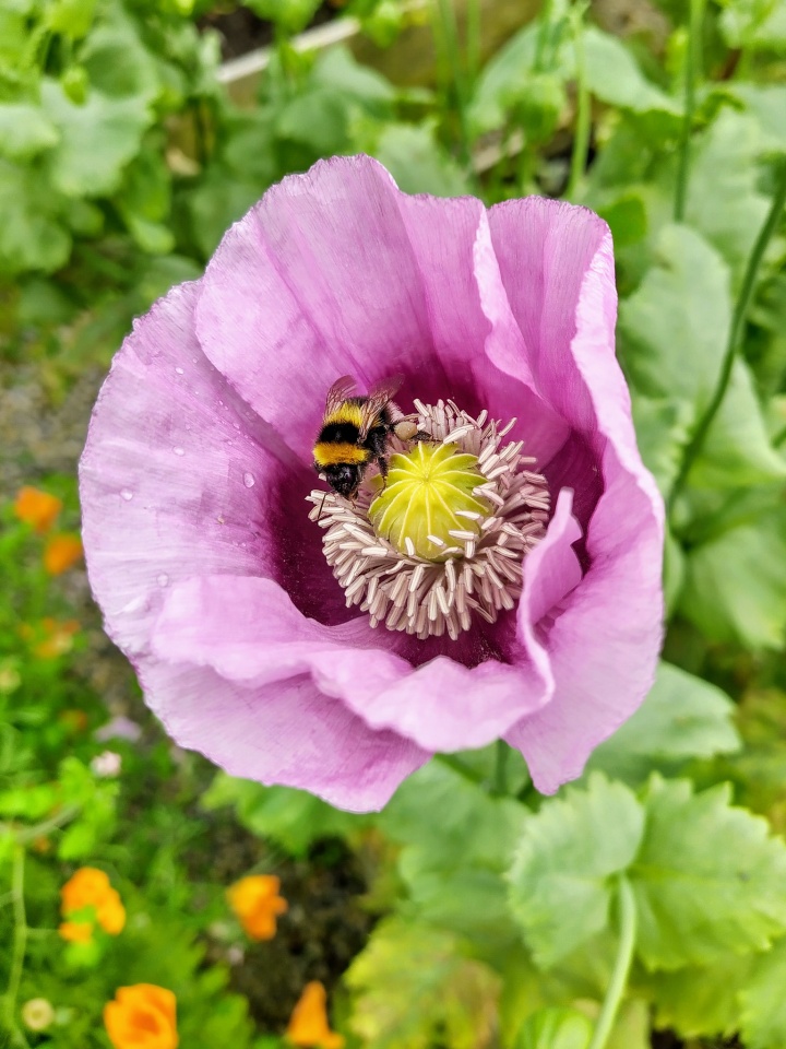 Poppy | Poppy | Blipfoto