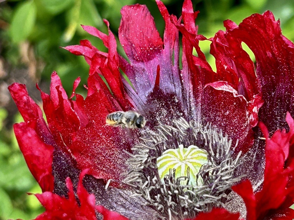 BEE IN AN OPIUM POPPY. | Larchlea | Blipfoto