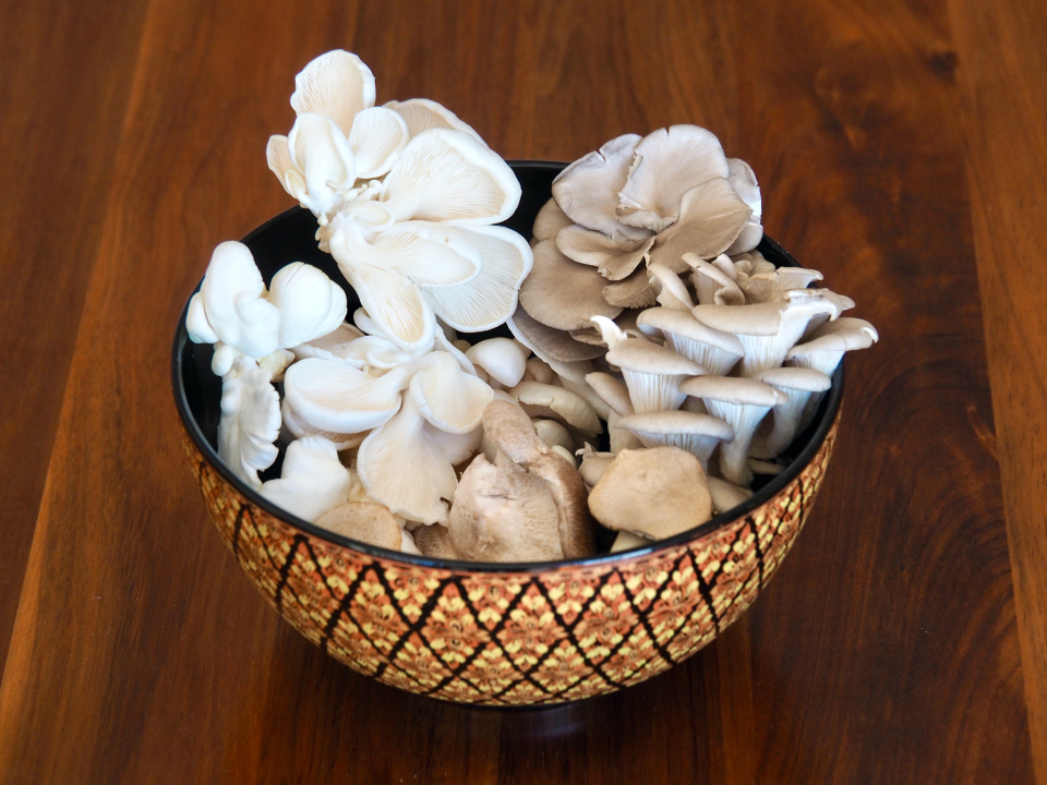 Fresh local fungi ... | BanksiaMan | Blipfoto