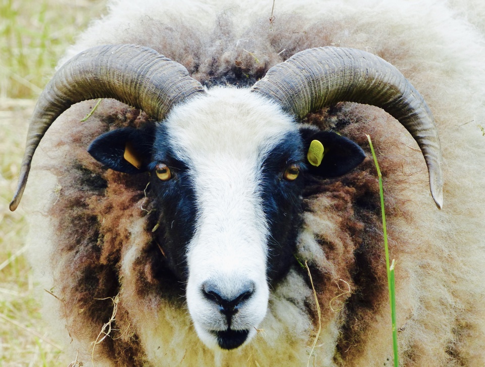 horny | spishy | Blipfoto