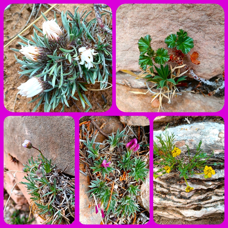 Tiny rock flowers | TiciaS | Blipfoto