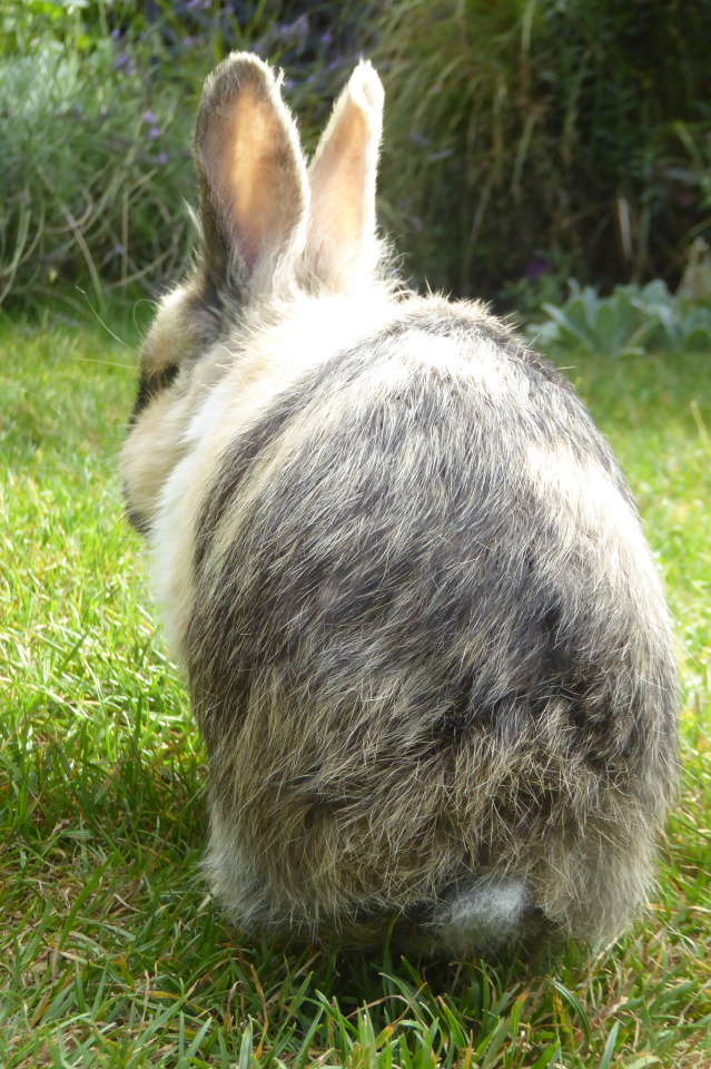 Happy Bunny Butt Friday! | KarenM25 | Blipfoto