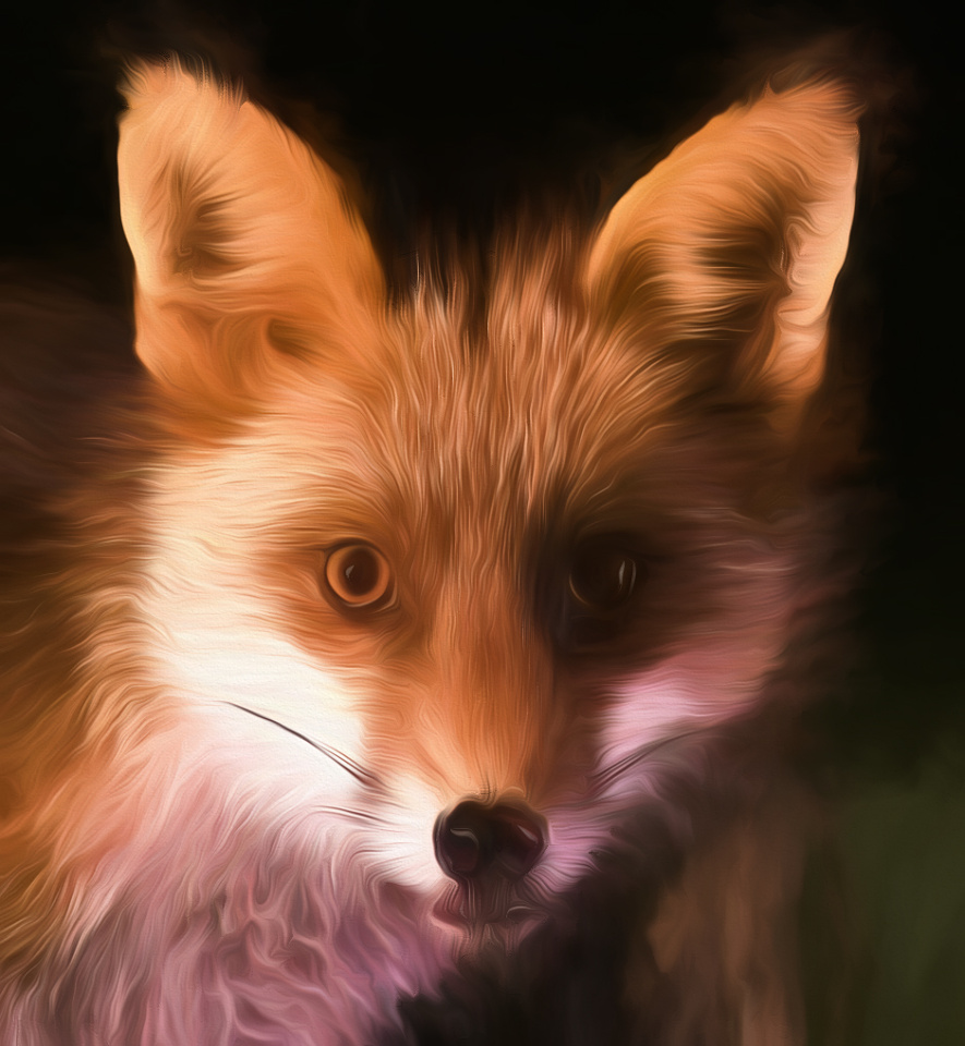 Red Fox | Hillyblips | Blipfoto