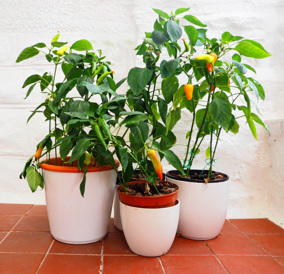 Chilli crop | Crispin25 | Blipfoto