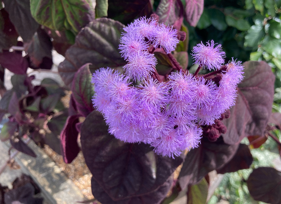 Barlettina Sordida | mambo | Blipfoto