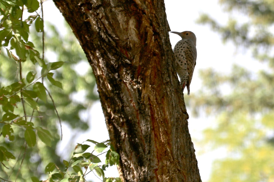 Flicker tripod | stillandknow | Blipfoto