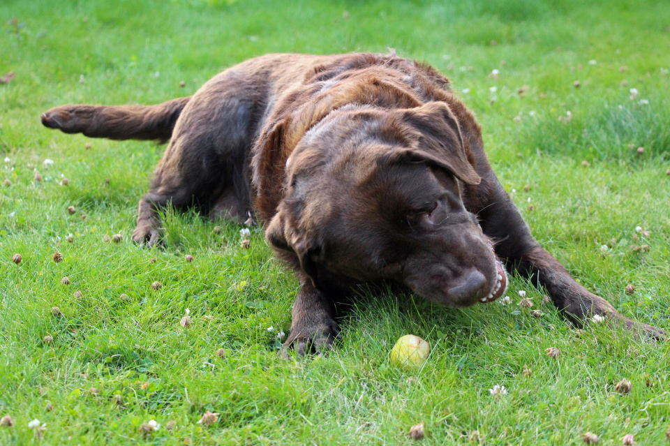 Dog v plum | Red | Blipfoto