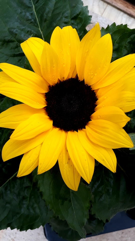 Beautiful | Lemmy | Blipfoto