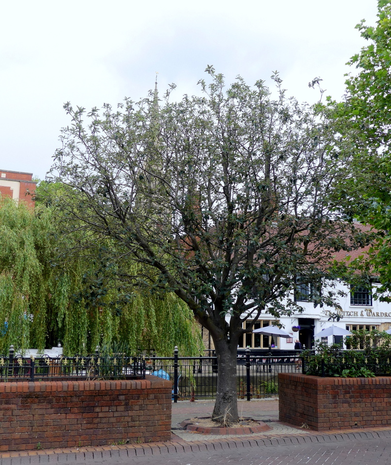 Tree-Time 2024 part 6 | Julez | Blipfoto