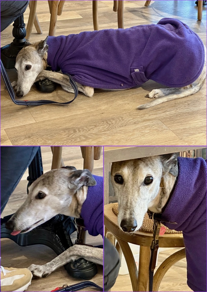 Elsie | Amanda_T | Blipfoto