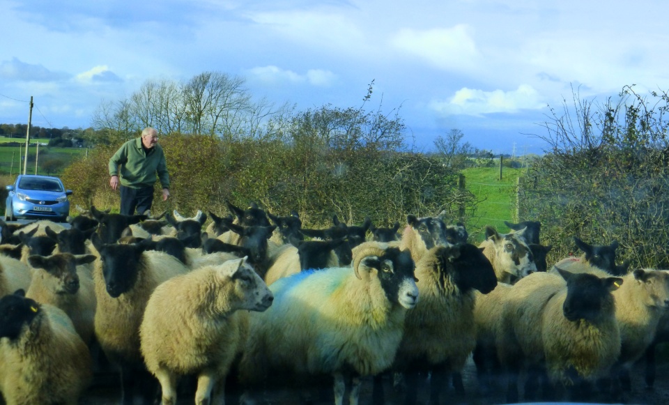 Straying sheep | Skyegirl | Blipfoto