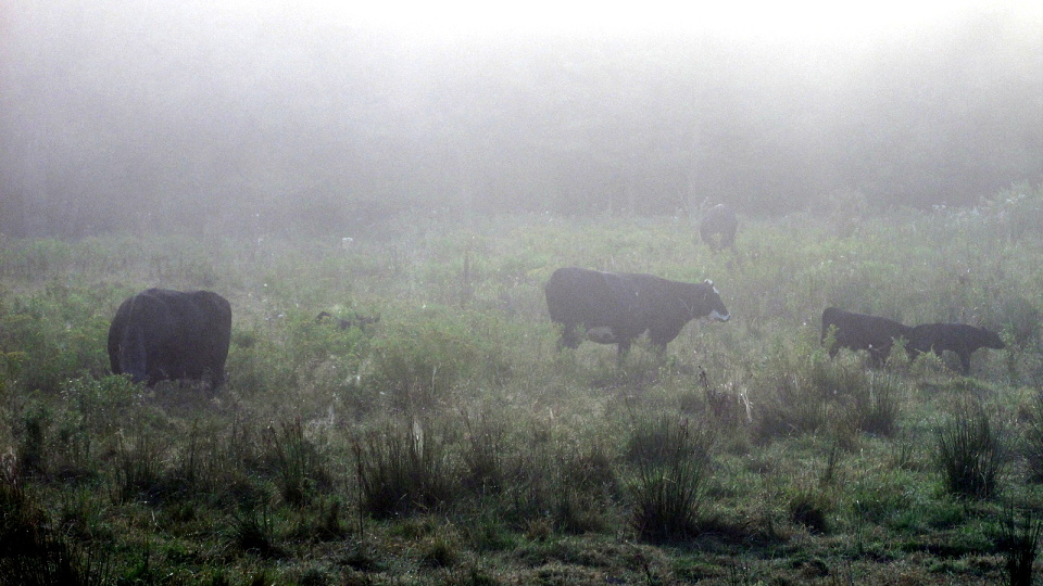 Cows in the mist | asm929 | Blipfoto