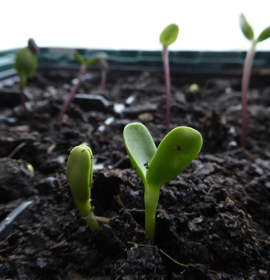 Springing Up | lovenature | Blipfoto