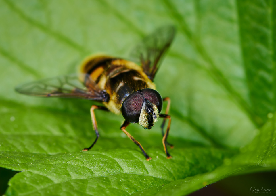 Look in the eyes ... | Sheol | Blipfoto