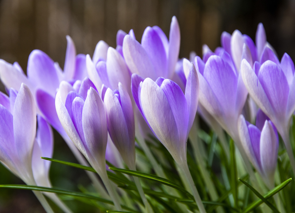 Spring is springing | CorvidFiesta | Blipfoto